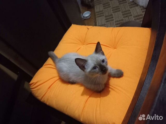 Сиамские котята