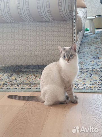 Тайская кошка