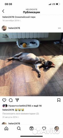 Домашние животные кошки