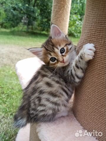 Котята курильский бобтейл