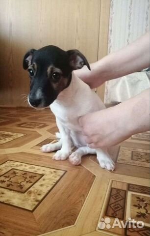 Щенки джек Рассел терьер