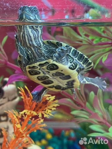 Черепахи и акватеррариум