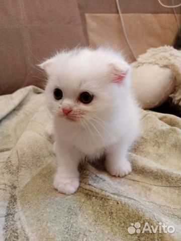 Котята в добрые руки бесплатно
