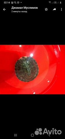 Домашние животные черепахи