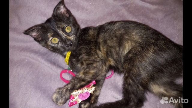 Девчонка ищет дом