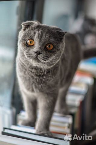 Кошечка 1 год шотландская ищет родного человека