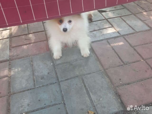Помериканский шпиц 3 месяца