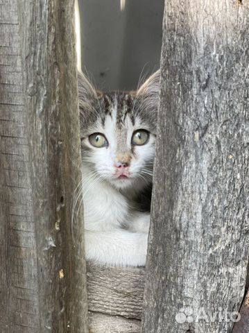 Котенок девочка 3 месяца в дар