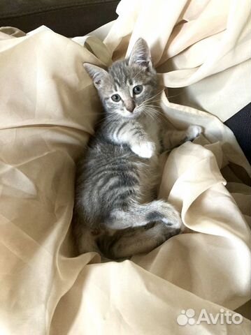 Котенок Дэвид в добрые заботливые руки