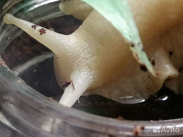 Улитки ахатины