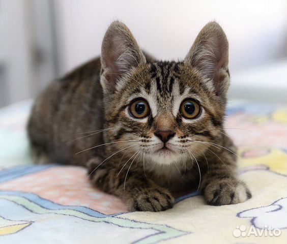 Красотка Леся (2,5 мес) ищет дом