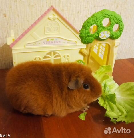 Морская свинка. Американский Тедди. Самка