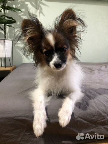 Щенок папийон 5 мес