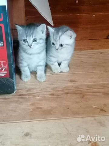 Шотландские прямоухие котята