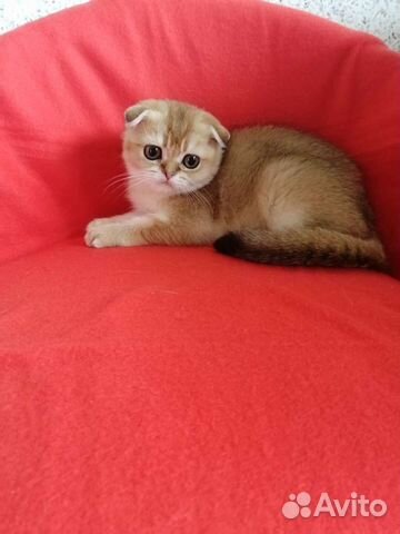 Золотая шиншиллка. Котик