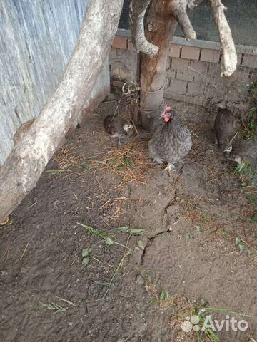 Павлинчики