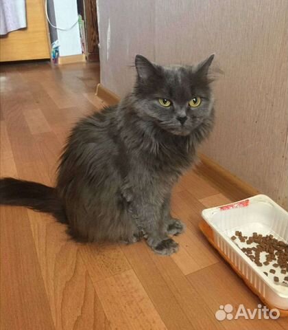 Кошечка