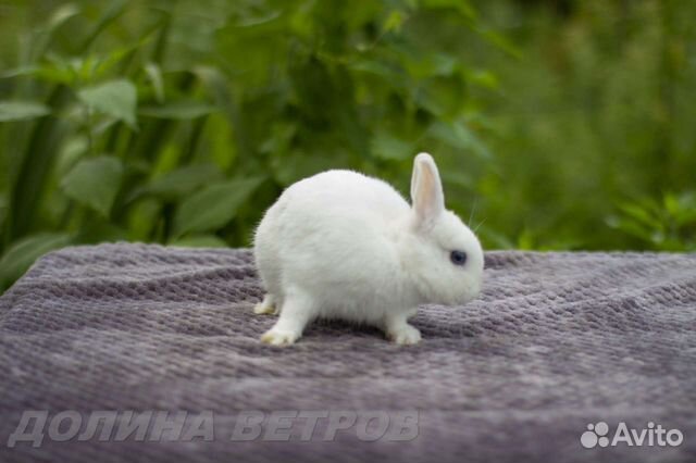 Кролик гермелин, мальчик