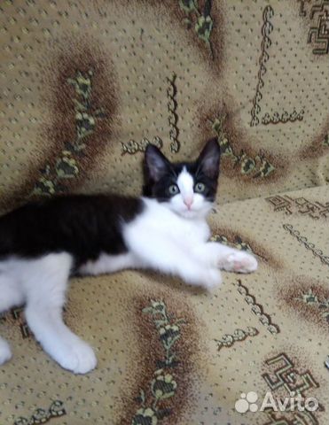 Котишка-мальчишка