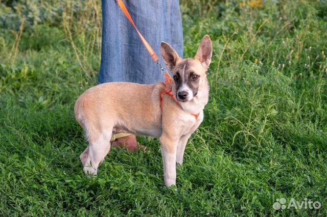 Щенок Мишка ищет дом