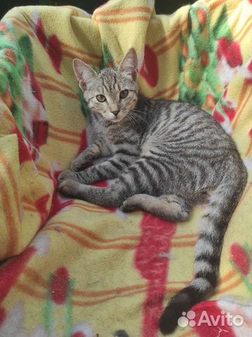 Кошка