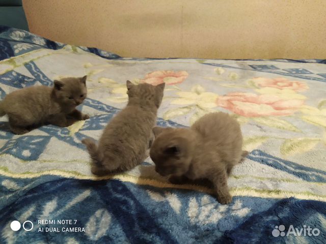 Пушистики бриташки