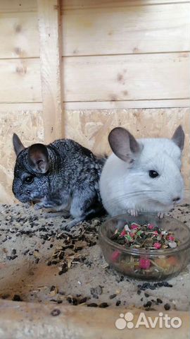 Шиншилла белый вильсон и серебристая