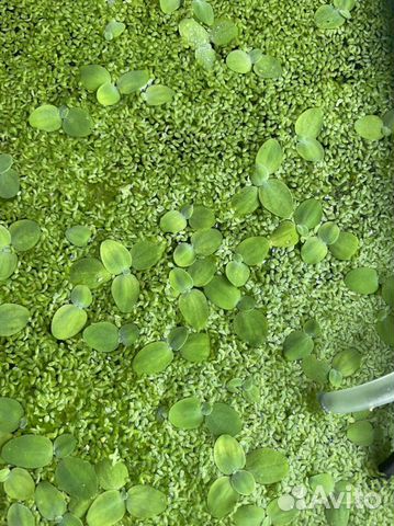 Ряска и пистия