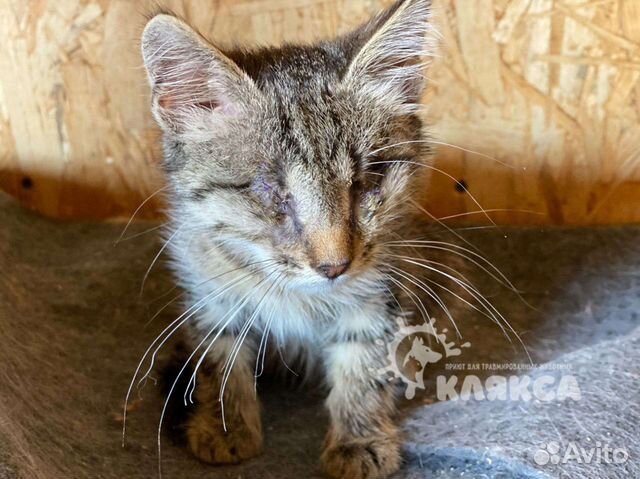 Котенок слепышок