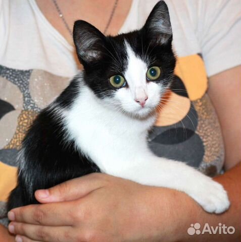 Красивый нежный котенок Лорд 1,5 месяца