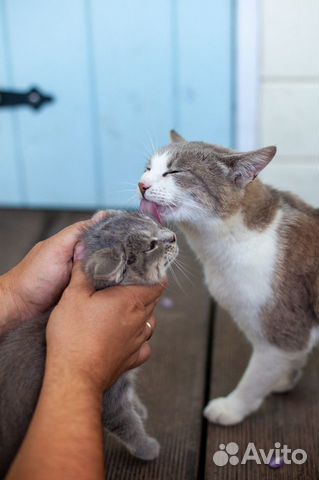 Трёх месячная кошечка 2
