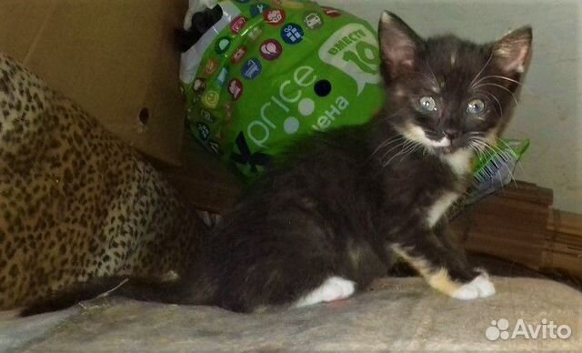 Котёночек в добрые руки