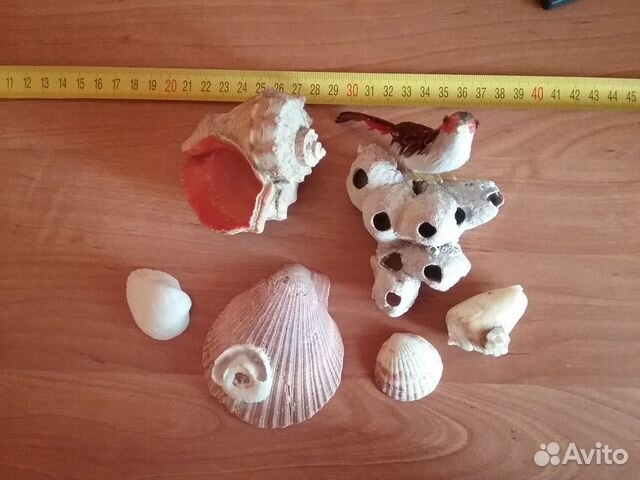 Ракушки, рифы