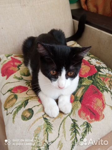 Котенок 4м