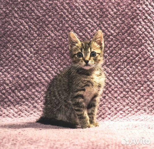 Очень ласковый котёнок Тёмочка