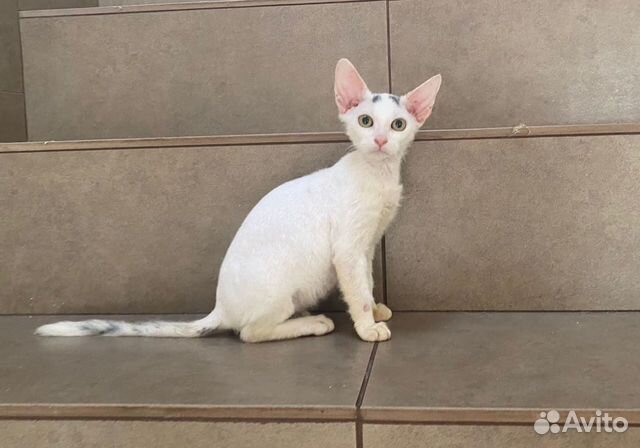 Девон-рекс кошечка Магнолия