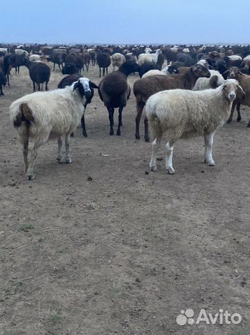 Ягнята,баранчики