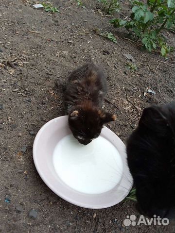 Котенок
