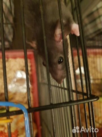 Крыса дамбо бесплатно с клеткой и кормом