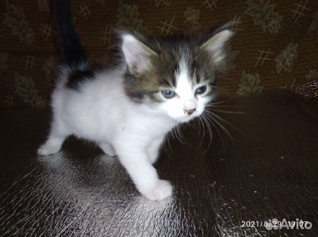 Котята в добрые руки бесплатно
