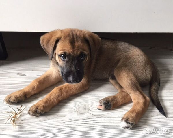 Щеночек-метис