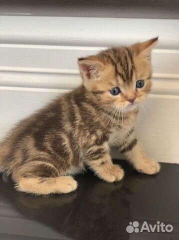 Самый лучший в мире котенок