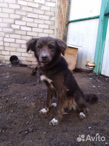 Собака в добрые руки