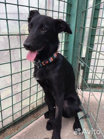 Шелли Собака в дар, щенок