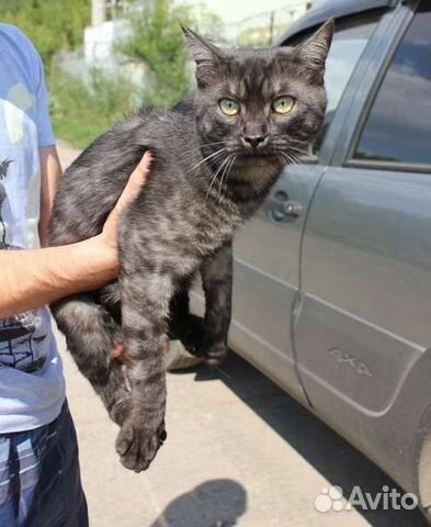 Кот генри в добрые руки