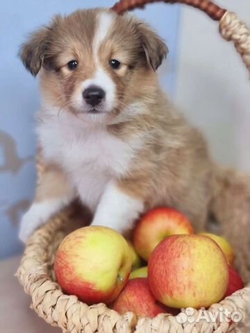 Шелти- Принцесса