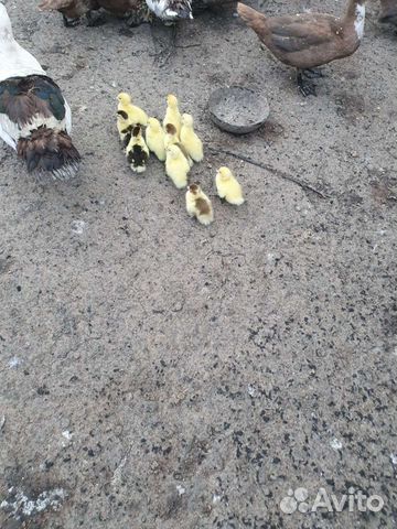 Утята шипуны