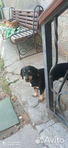 Полукровка таксы