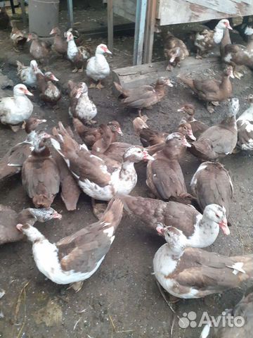 Мускусные утки