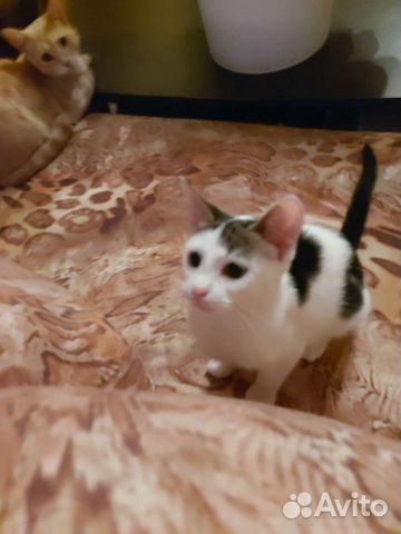 Котята в добрые руки 2,5 месяца